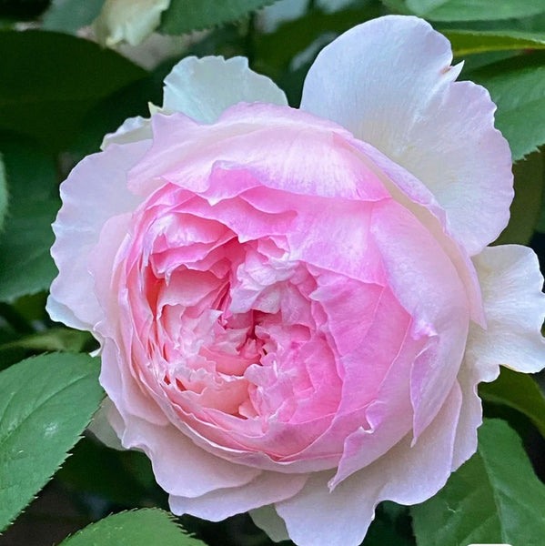 M-Perzik Rose Plant for a Colorful Garden – Rose_Explosion