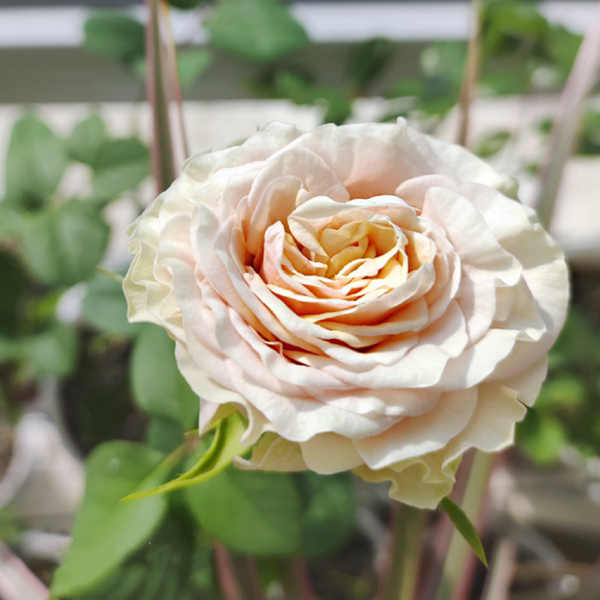 Elegant Mabella Rose Plant for a Charming Garden – Rose_Explosion