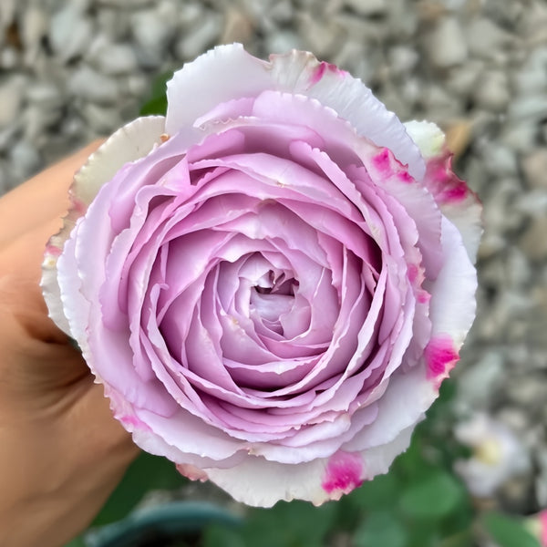 Madam Kayoko Rose Plant|紫色故事 – Rose_Explosion