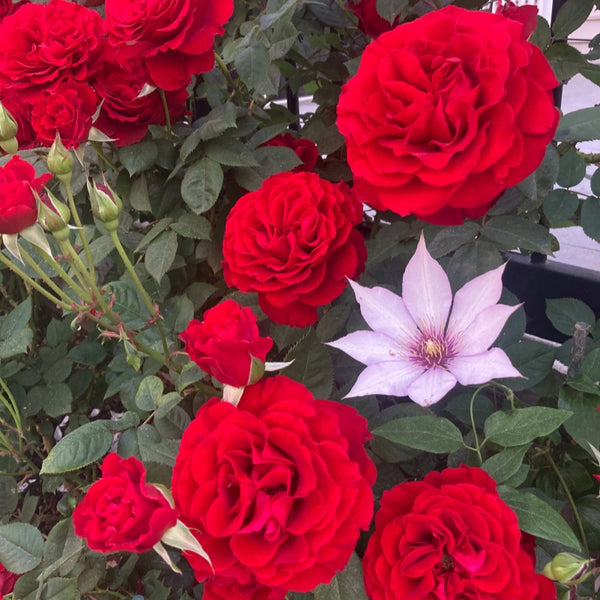 Madam Red Rose Plant|红夫人 – Rose_Explosion