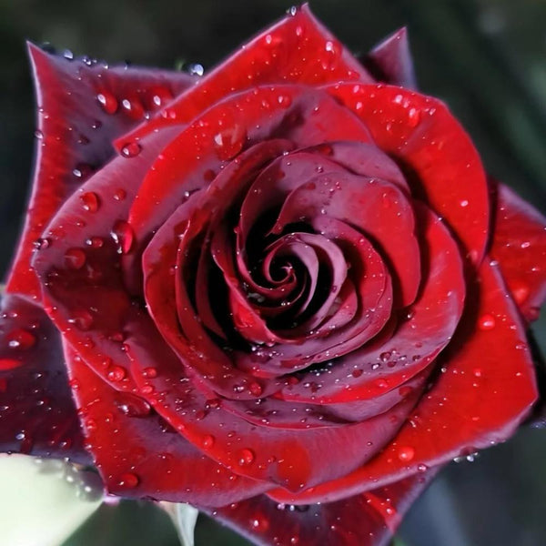 Enchanting Magia Nera Rose Plant for a Stunning Garden – Rose_Explosion