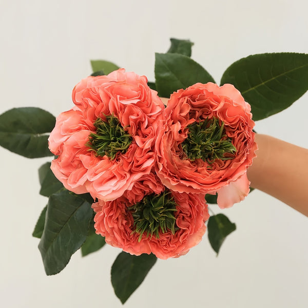 Mandarin X-Pression Rose Plant｜柑橘爆炸 – Rose_Explosion