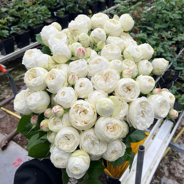 Mansfield White Park Rose Plant|曼斯菲尔德白色庄园 – Rose_Explosion
