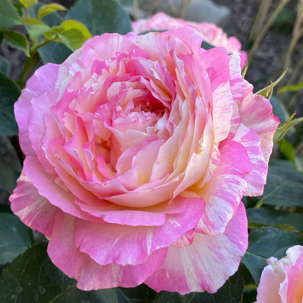 Marc Chagall Rose Plant | 马克·夏加尔 – Rose_Explosion
