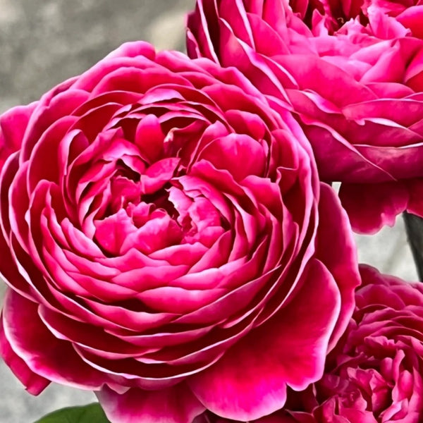 Marie Rose Plant｜玫瑰玛丽 – Rose_Explosion