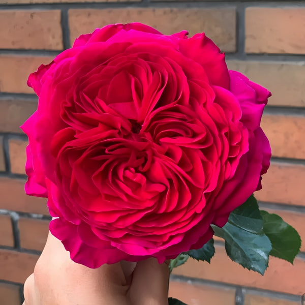 Marietta Rose Plant|玛丽叶塔 – Rose_Explosion