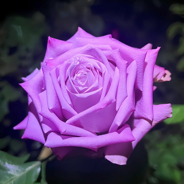 Maritim Rose Plant|玛丽蒂姆/玛丽提姆 – Rose_Explosion