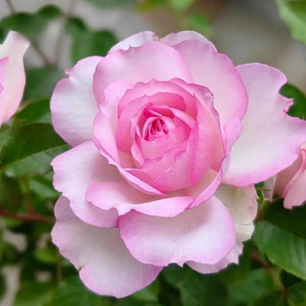 Martha Rose Plant｜玛莎 – Rose_Explosion