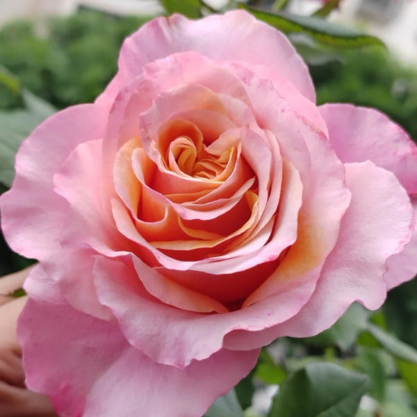 Mayra Flamingo Rose Plant｜梅拉火烈鸟 – Rose_Explosion