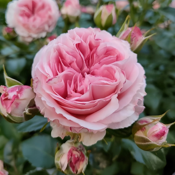 Mayra's Bridal Rose Plant|梅拉新娘 – Rose_Explosion