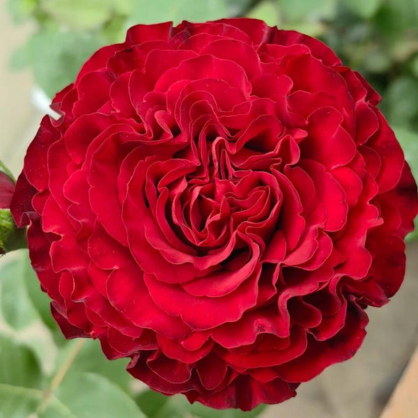 Delightful Mayra's Rose Plant for a Stunning Garden Display – Rose ...