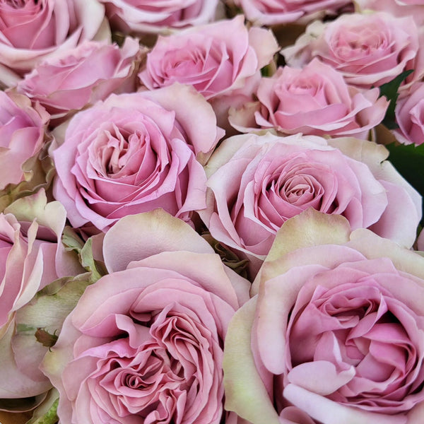 Melody Beattie Rose Plant | 旋律贝蒂 – Rose_Explosion