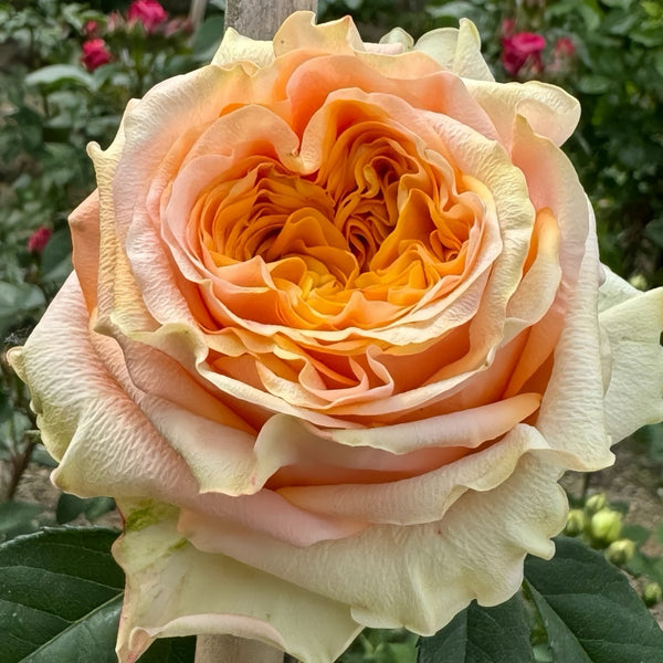 Mighty Rose Plant|甜橙 – Rose_Explosion