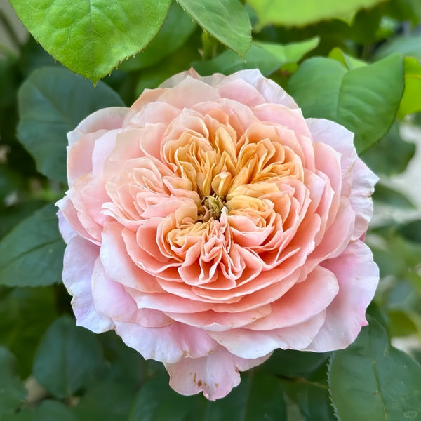 Yellow Mikoto Rose Plant|黄美琴 – Rose_Explosion