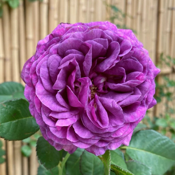 Minerv Rose Plant｜密涅瓦 – Rose_Explosion