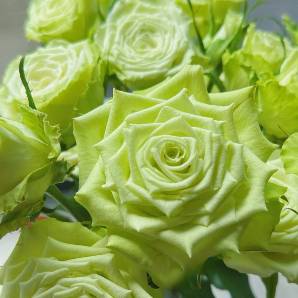Mint Tea Rose Plant | 薄荷茶 – Rose_Explosion