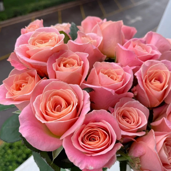 Miss Piggy Rose: Vibrant Blooms & Garden Resilience – Rose_Explosion