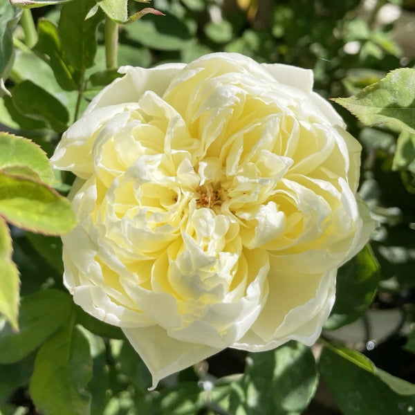 Misty Moonlight Rose Plant｜朦胧月色 – Rose_Explosion