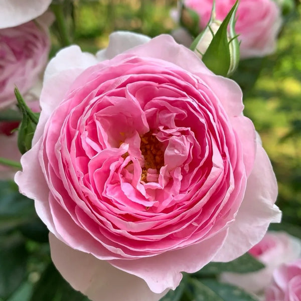 Mon Coeur Rose Plant｜我的心 – Rose_Explosion