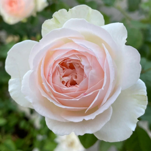 Mona Lisa Rose Plant | 蒙娜丽莎 – Rose_Explosion