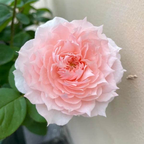 Monique Darve Rose Plant | 莫妮卡戴维 – Rose_Explosion