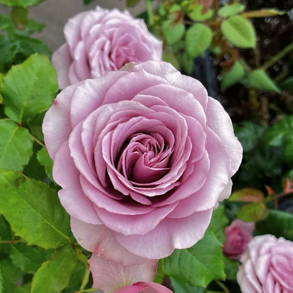 Montmartre Rose Plant – Stunning Blooms for Your Rose Garden – Rose ...