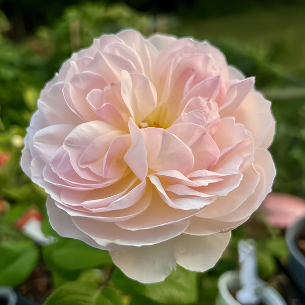 Moonlight in Paris Rose Plant|巴黎月光 – Rose_Explosion