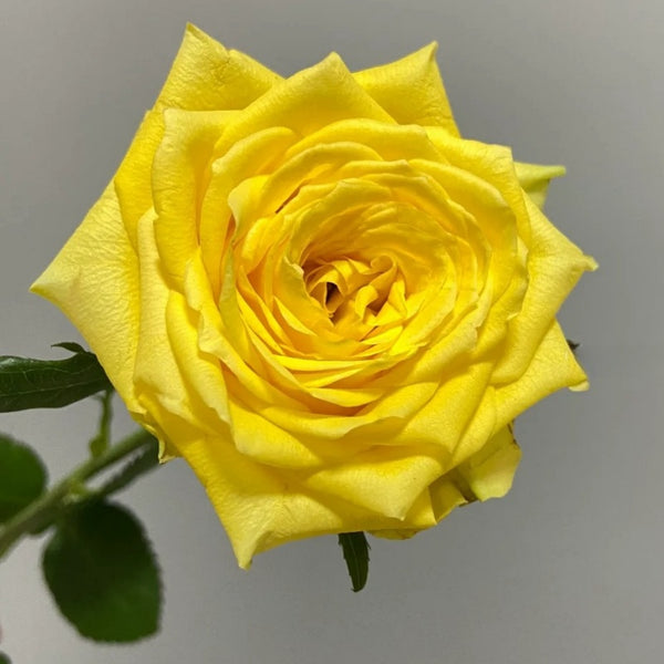 Moonwalk Rose: Perpetual Blooms & Timeless Elegance – Rose_Explosion