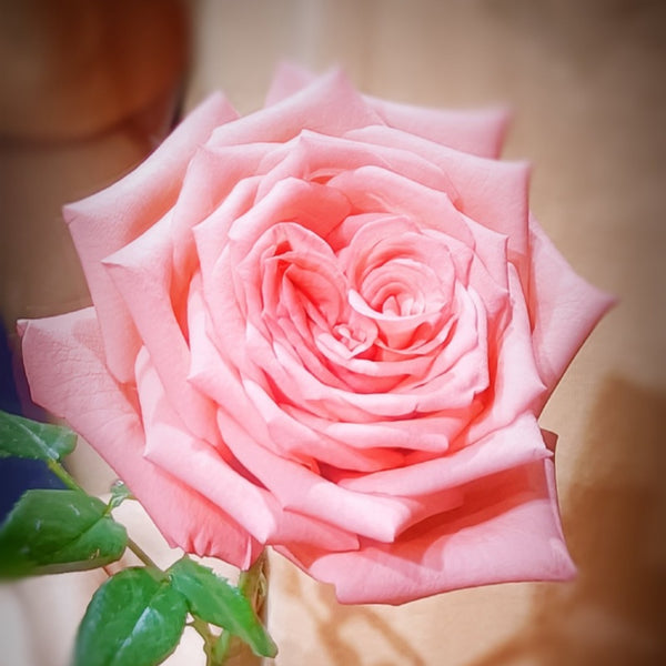 Movie Star Rose Plant ｜影星 – Rose_Explosion