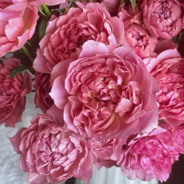Nagi Rose Plant｜凪 – Rose_Explosion
