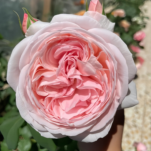 Nahéma Rose Plant|娜荷马 – Rose_Explosion