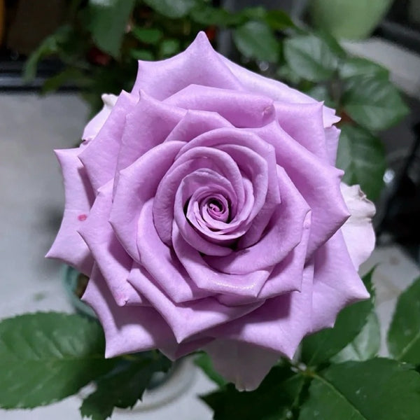 Nightingale Rose Plant｜紫霞仙子 – Rose_Explosion