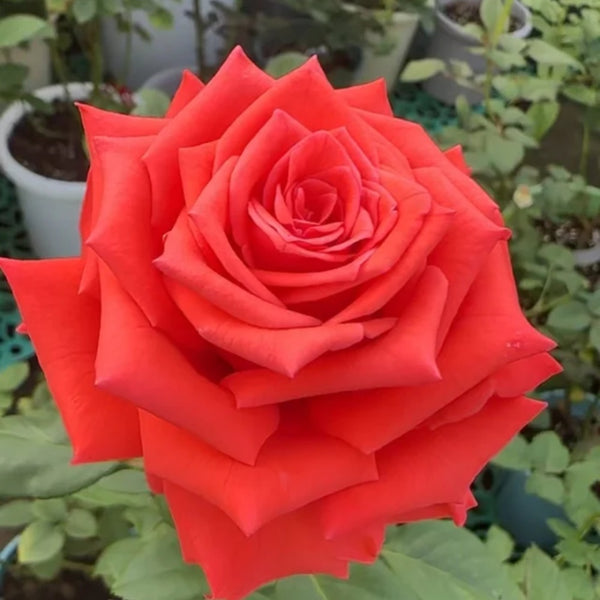 Nina Rose Plant｜妮娜 – Rose_Explosion