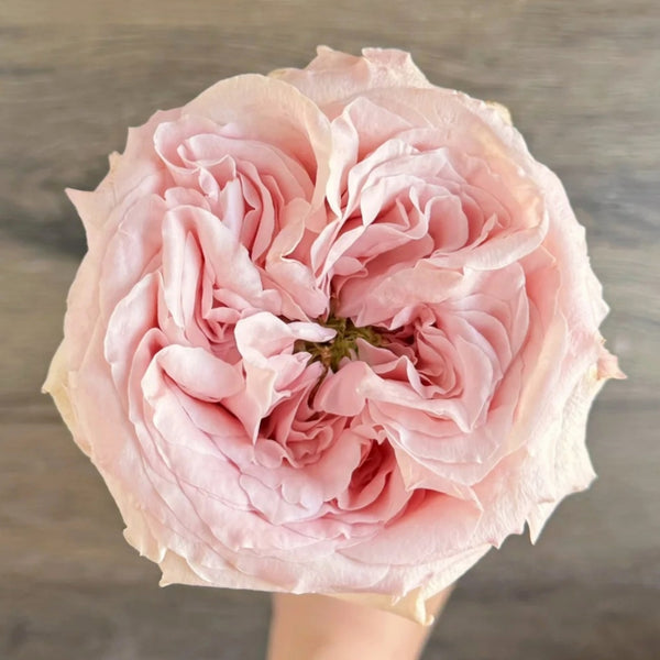 Norma Jean Rose Plant｜诺玛珍 – Rose_Explosion