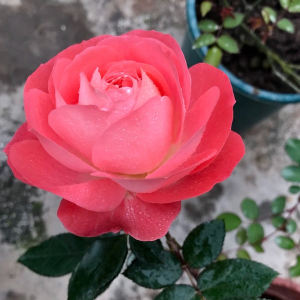 Nova King Terrazza Rose – Endless Blooms, Own Root, Miniature Beauty ...