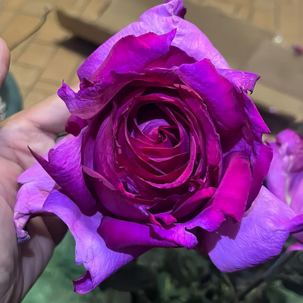 Parole Rose Plant|诉说 – Rose_Explosion