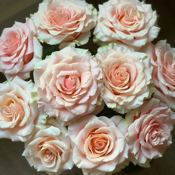 Paul Ricard Rose Plant｜保罗理查德 – Rose_Explosion