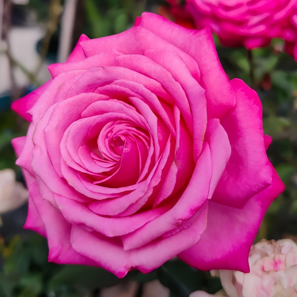Peach Drift Rose Plant|桃灼蓝天 – Rose_Explosion
