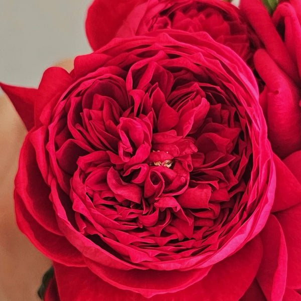 Peony Red Rose Plant – Bold, Vibrant Blooms for Your Rose Garden – Rose ...