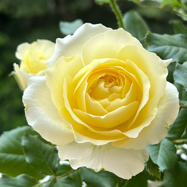 Phytalos Rose Plant|小黄鸡 – Rose_Explosion