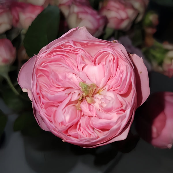 Pin-up Rose Plant|海报画 – Rose_Explosion