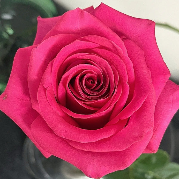 Pink Floyd Rose Plant｜弗洛伊德 – Rose_Explosion