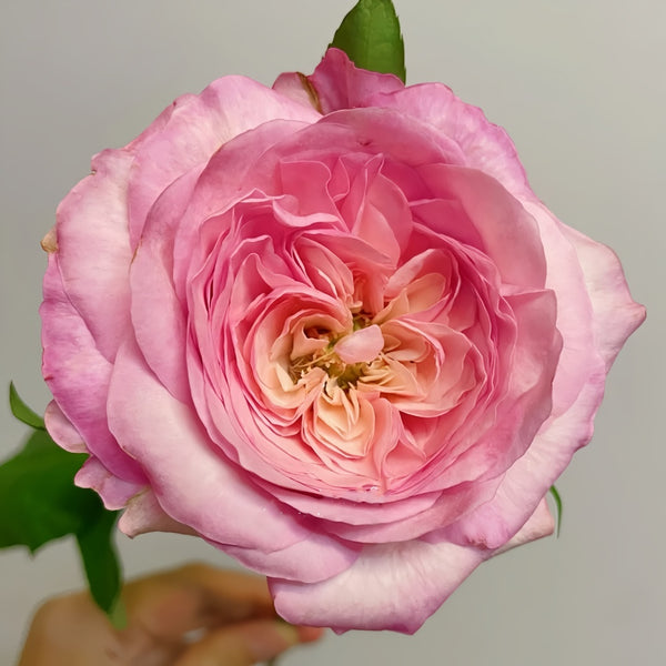 Pink Fragrance Rose Plant|粉色香水 – Rose_Explosion