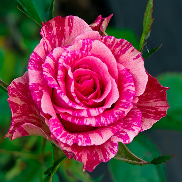 Pink Intuition Rose Plant｜粉色直觉 – Rose_Explosion