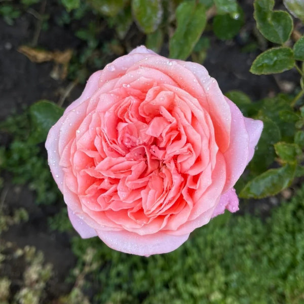Pink expression Rose Plant|粉色爆炸 – Rose_Explosion