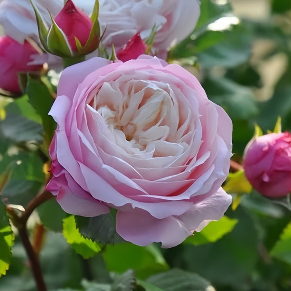 Pirouette Rose Plant|旋转芭蕾 – Rose_Explosion