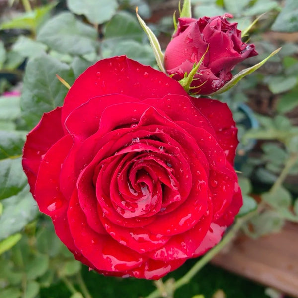Plateau Red Rose Plant｜高原红 – Rose_Explosion