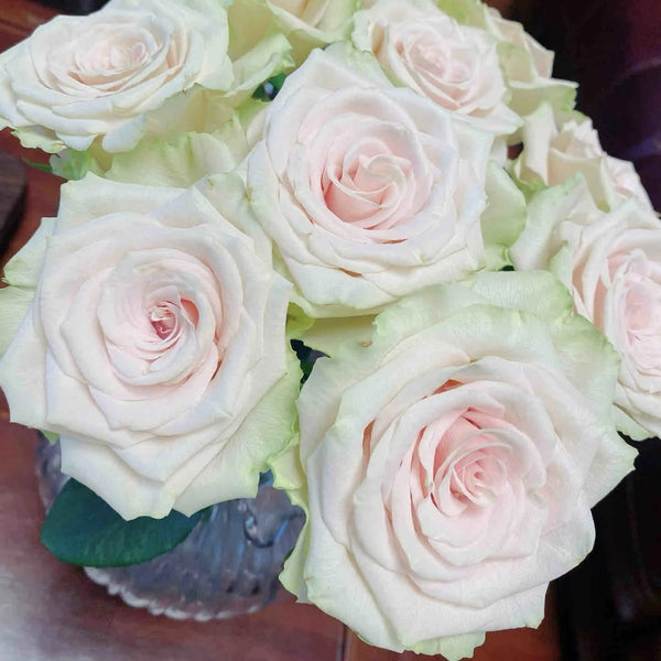 Pompeii Rose Plant｜庞贝 – Rose_Explosion