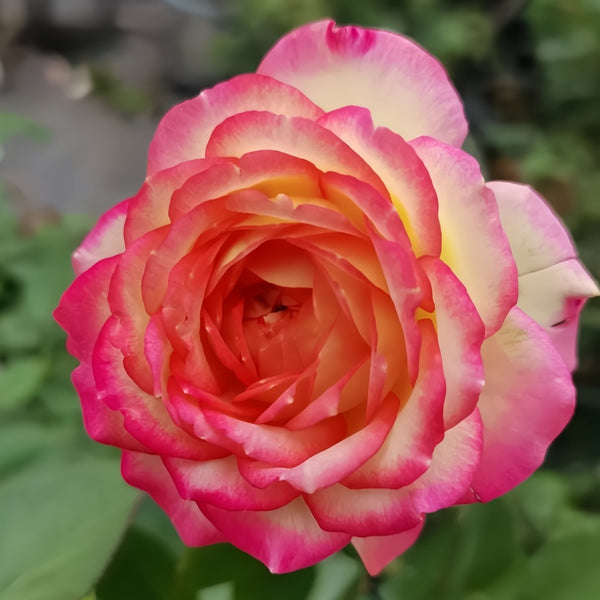 Pop Star Rose Plant|流行歌星 – Rose_Explosion