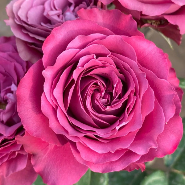 Precious Moments Rose Plant｜珍贵时刻 – Rose_Explosion